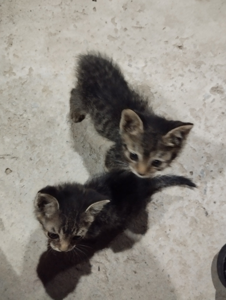 Котенки... 2- месячные...