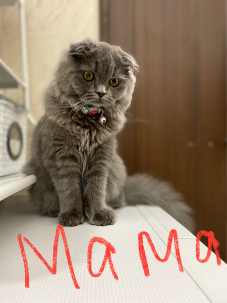 Прадается кошка