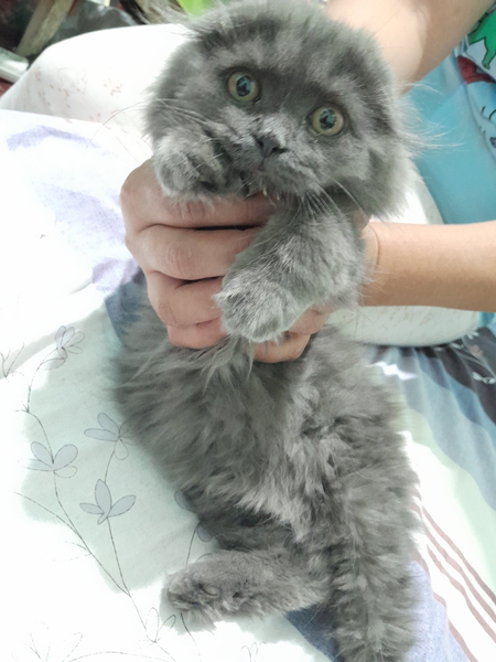 Котята шотланские