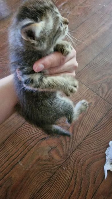 Котята в добрые руки. Бесплатно