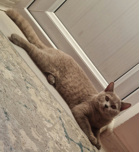 Мушук скоттиш страйт