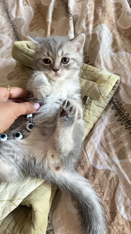 Продаются котята скотиш фолд (чистокровные) мушуклар сотилади фолд
