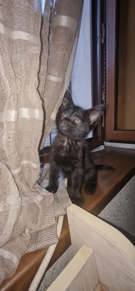 Отдаются в добрые руки домашние котята