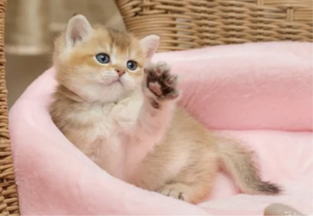 Шотланский Скоттиш Фолд!