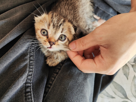 Mushukcha Scottish Fold