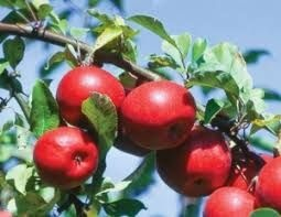 Тоза интинсиб ва полкарлик