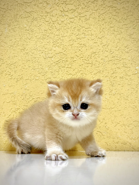 british golden shinshilla ny12