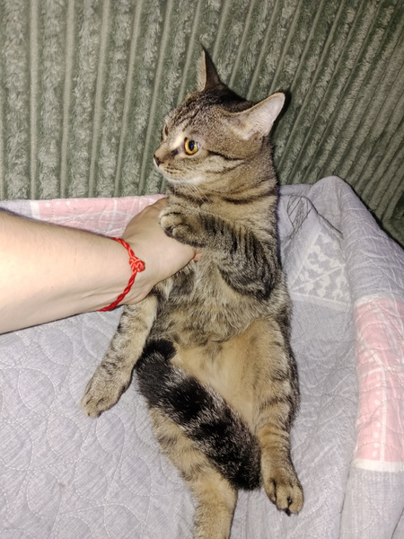 Котёнок мальчик в хорошие ручки