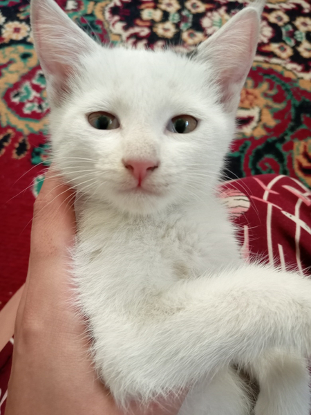Котёнок в добрые руки. Срочно!