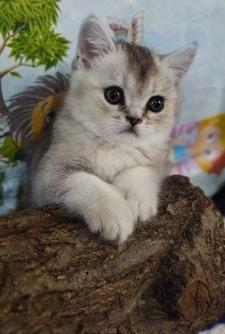 Котёнок Страйт мальчик серебристая шиншилла