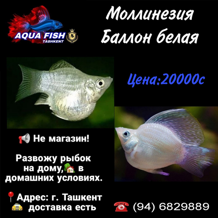 Моллинезия Баллон оқ ва қора