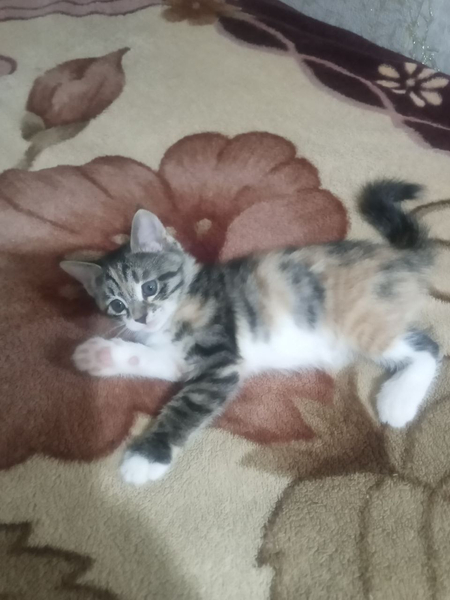 Отдам котенка в добрые руки