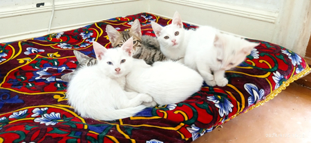 Продаются котята