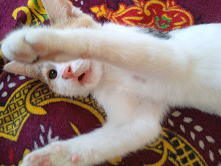 Mushuk sotiladi qizbola