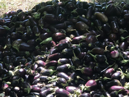 Mollar uchun boqalajon