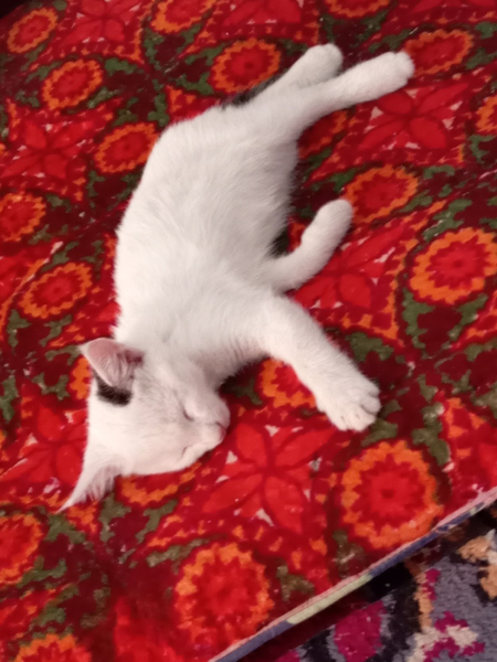 Котёнок в добрые руки. Срочно!