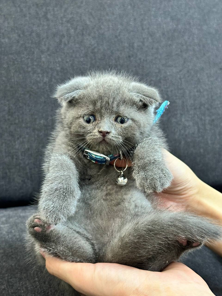 Котята шиншиллы страйт