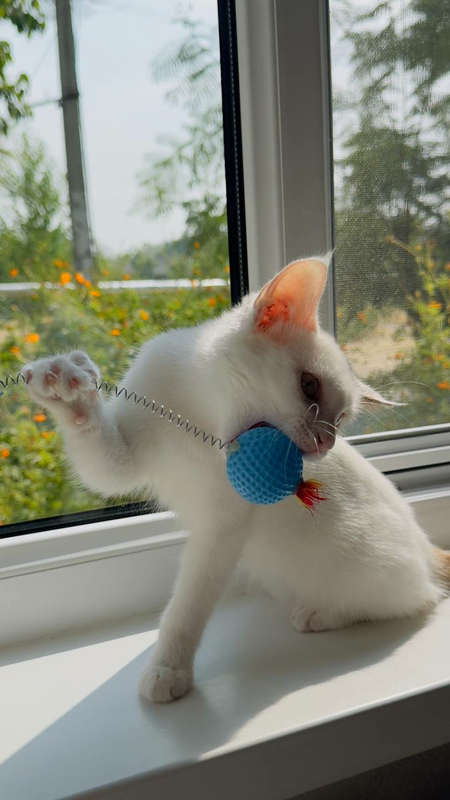 Котенок  отдам даром