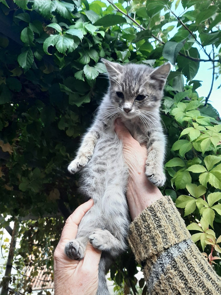 Срочно пристраиваются трое котяток