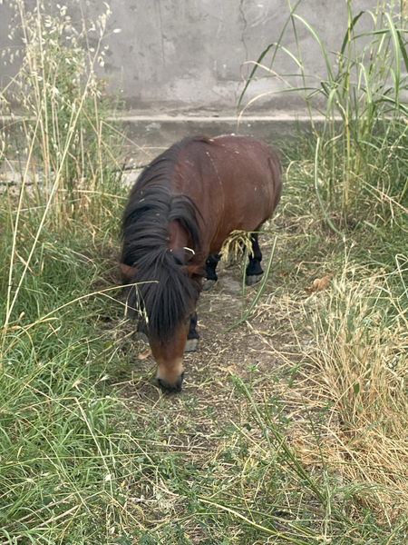 poni oti sotiladi toza parodiya