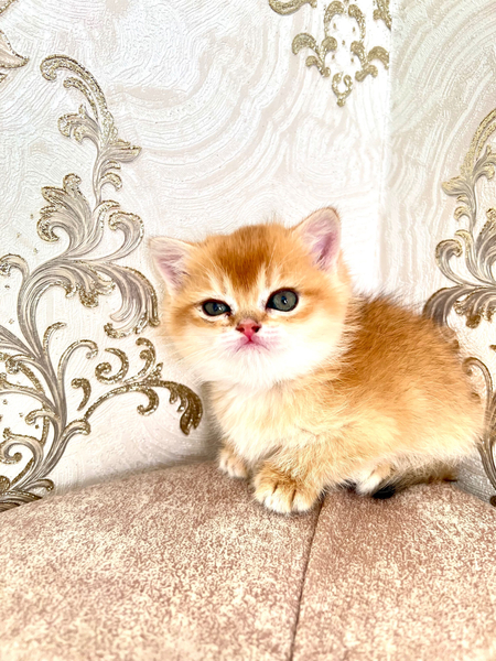 Вислоухий кот шиншилла и британская золотая шиншилла