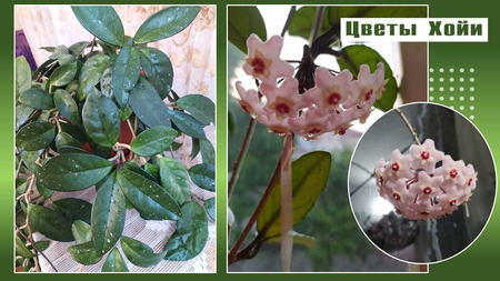 Цветы для дома, офисов, кафе, клиник. Шикарная Хойя. Эпипремнумы