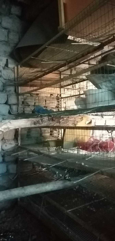 Bedana uchun katak yani kletka sotiladi 500 ta bedanaga moljalangan