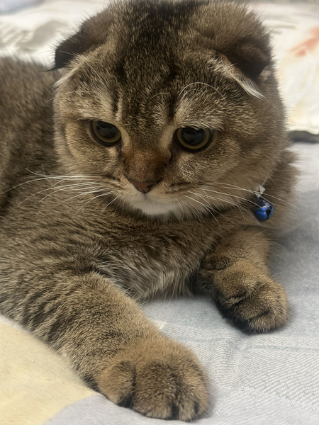 Котик пародистый