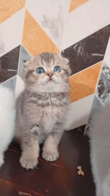 Кошка  Mushuklar