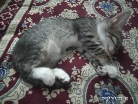 Пристраиваю котят в добрые руки.