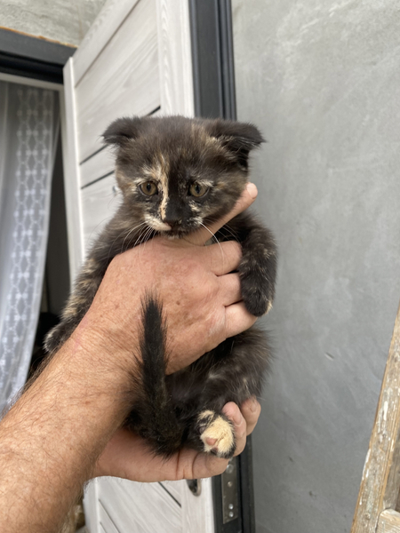 Котята пародисток вислоухий