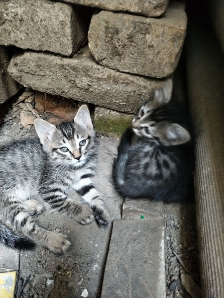 Продаётся кошка, вислоухая.