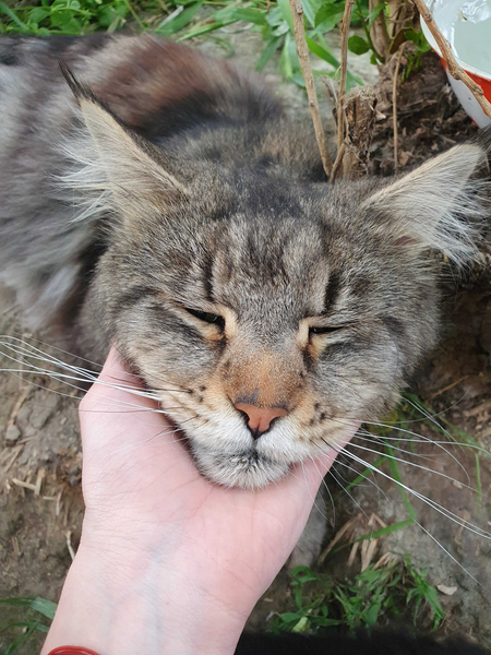 Мейнкун вязка кот серебро и кот полидакт