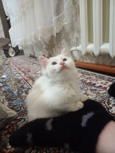 Продаются    котята