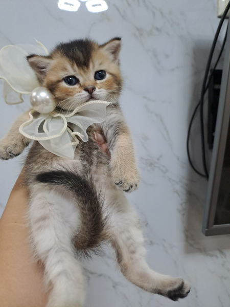 Шикарные котята от правильной вязки