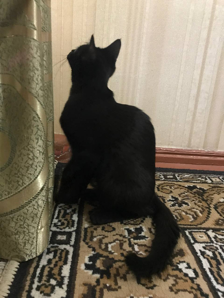 Чёрный котёнок отдам даром срочно