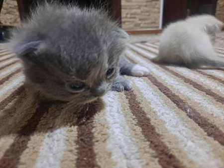 Продаются кошка с котятами