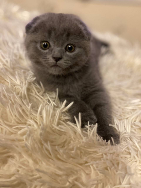 Котёнок породистый, вислоухий, скоттиш фолд