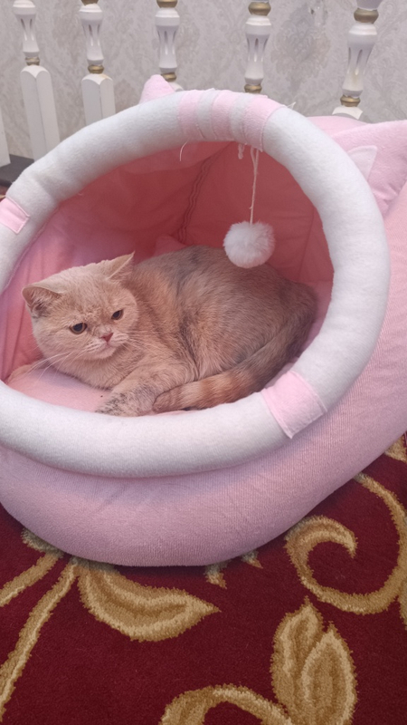 Продаётся британская кошка