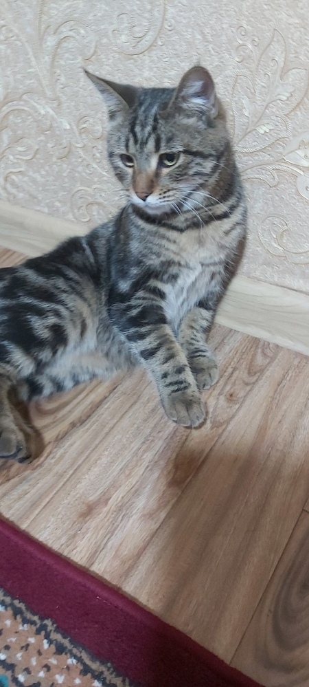 Mushuk 11 oylik sotiladi, kelishamz