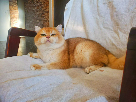Вязка с шотландским котом ny12 золотая шиншилла