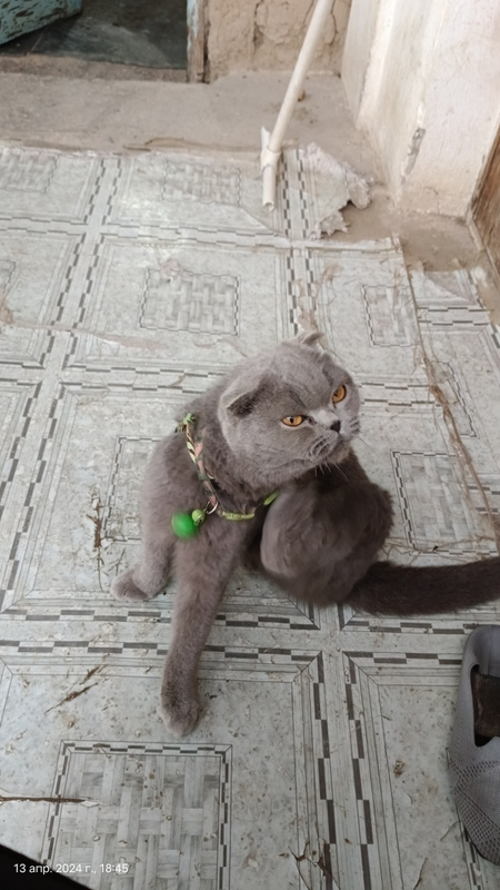 Muwik sotiladi parodali qiz bola hali tugmagan birmatayam savola licka