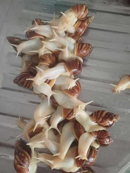 Косметические улитки Ахатина