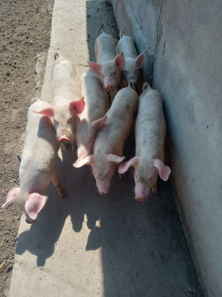 Продаются 3хмесячные поросята