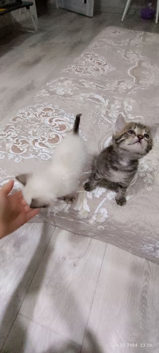 Котята от породистой кошки