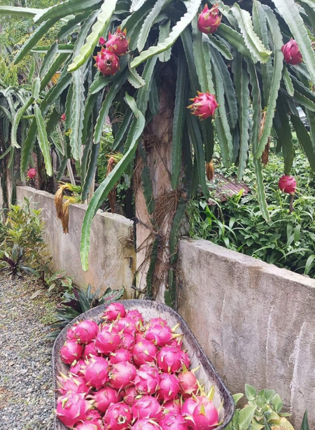 Banan kivi ananas dragon mushmula limon apilsin mandarin