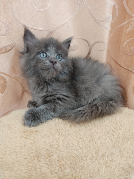 Мейн Кун девочка