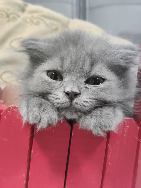 Продаются котята скотиш фолд и скотиш страйт.Есть мальчики и девочки