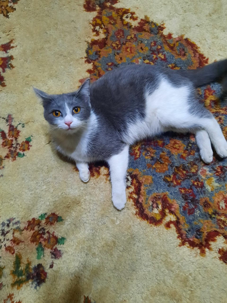 Кошка с котятами