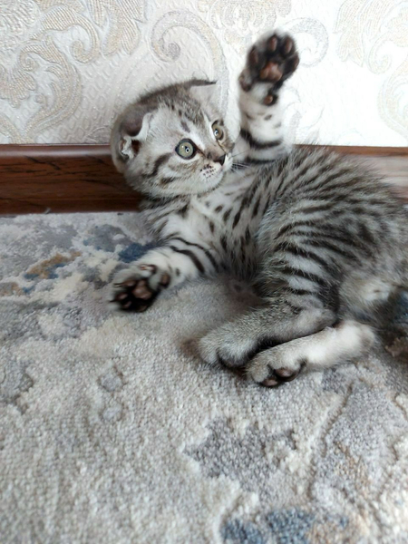 Продам кот за хорошие руки